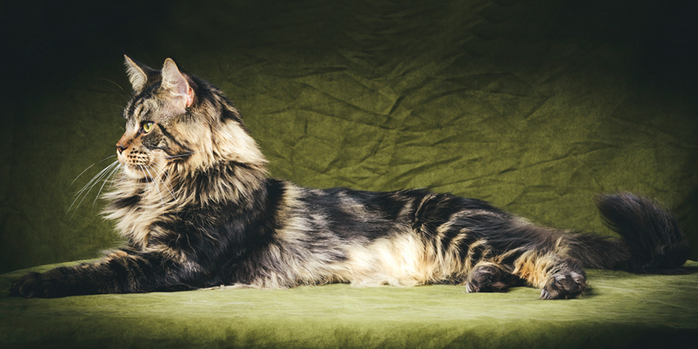 Alles over de bekende kattensoort, de Maine Coon | Krabpaal.nl