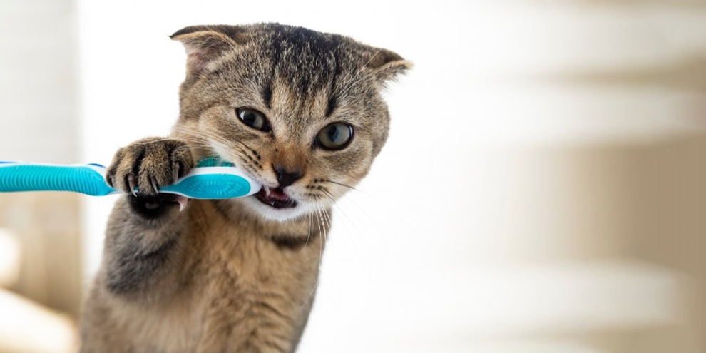 Hoe werkt gebitsverzorging voor katten? | Krabpaal.nl